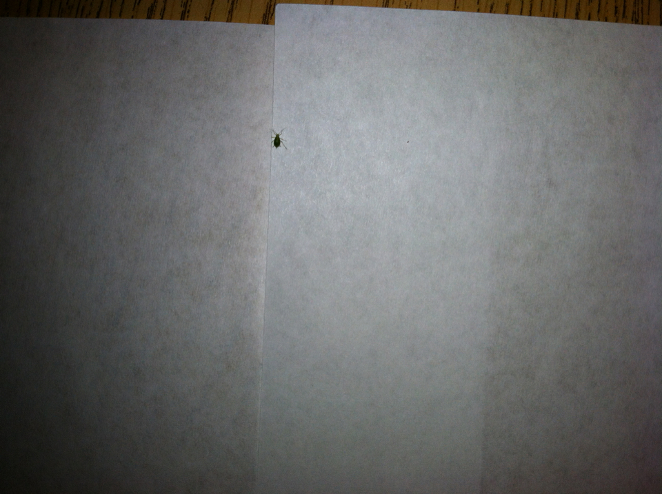 Aphids from Johnston Elementary School, Dallas, Texas, US on March 26 ...