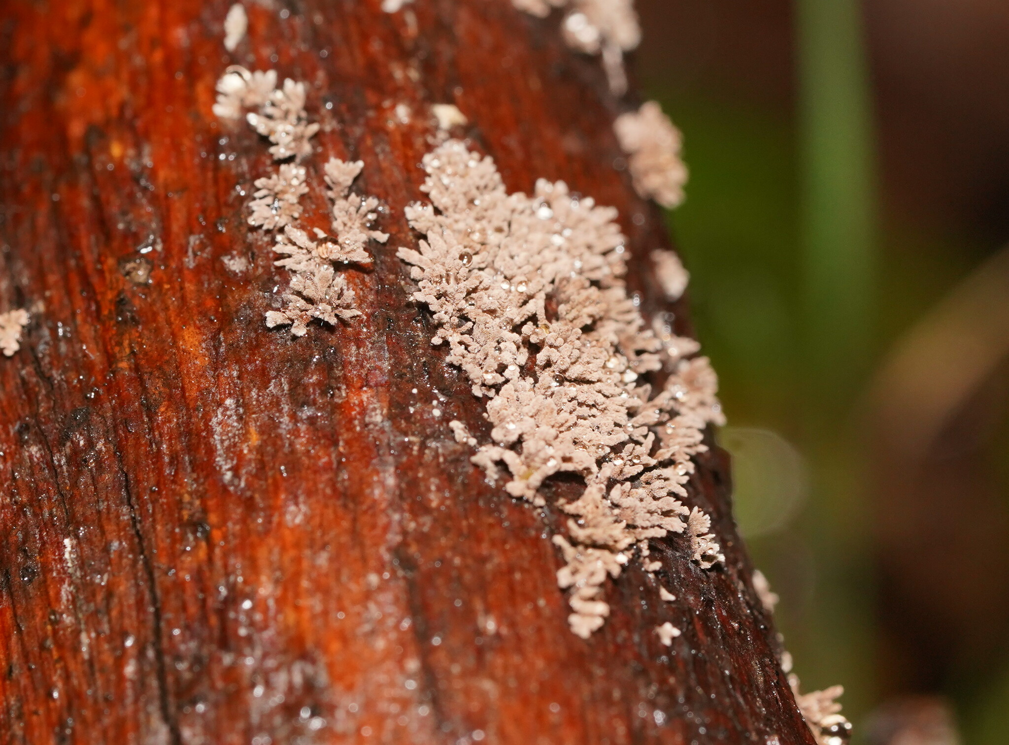 Hypoxylon howeanum Peck