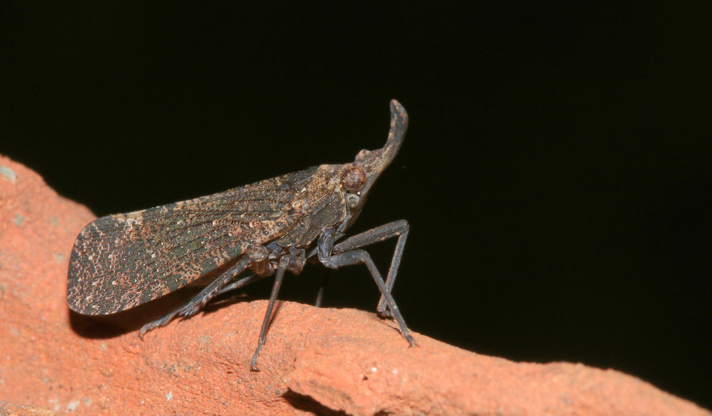 Pyrgoteles from Wonderboom, Pretoria, 0182, South Africa on May 23 ...