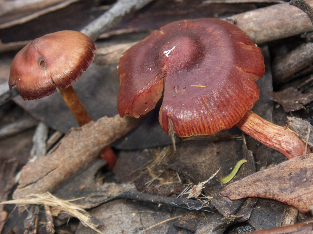 Webcaps from Won Wron VIC 3971, Australia on May 28, 2021 at 01:01 PM ...