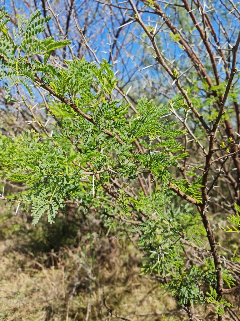 Sweet Thorn from Merafong City Local Municipality, South Africa on May ...