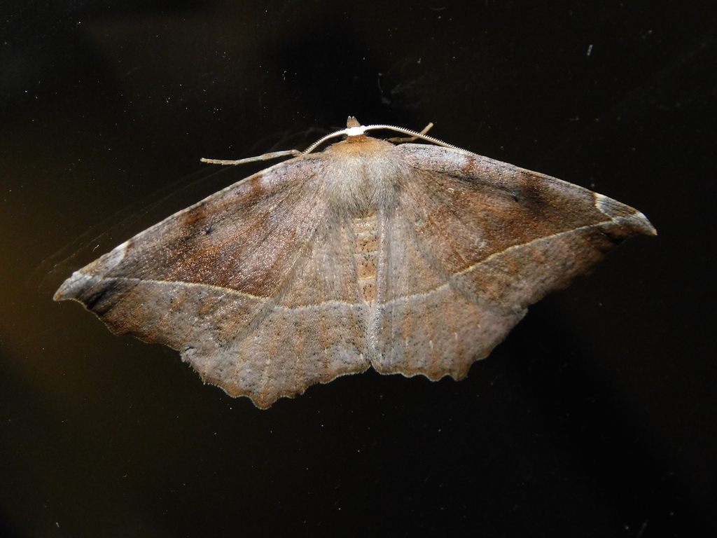 Curved-toothed Geometer Moth from 2410 Happy Hollow Rd, West Lafayette ...