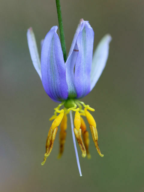 Blueberry Lily in December 2022 by T. Westmeier · iNaturalist