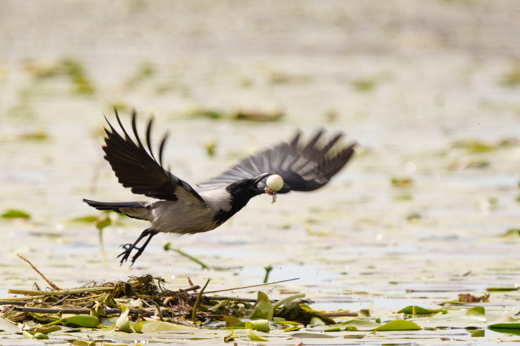 Hooded Crow from Mila 23, Romania on May 13, 2023 at 11:08 AM by Gabi ...