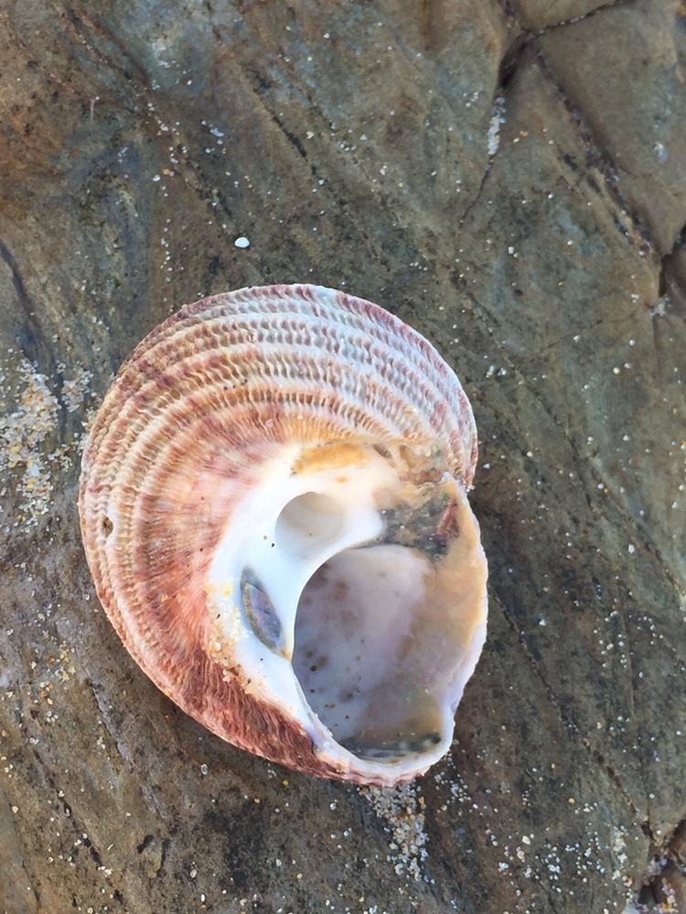 Rough turban shell from Bongil Bongil National Park, Bundagen, NSW, AU ...