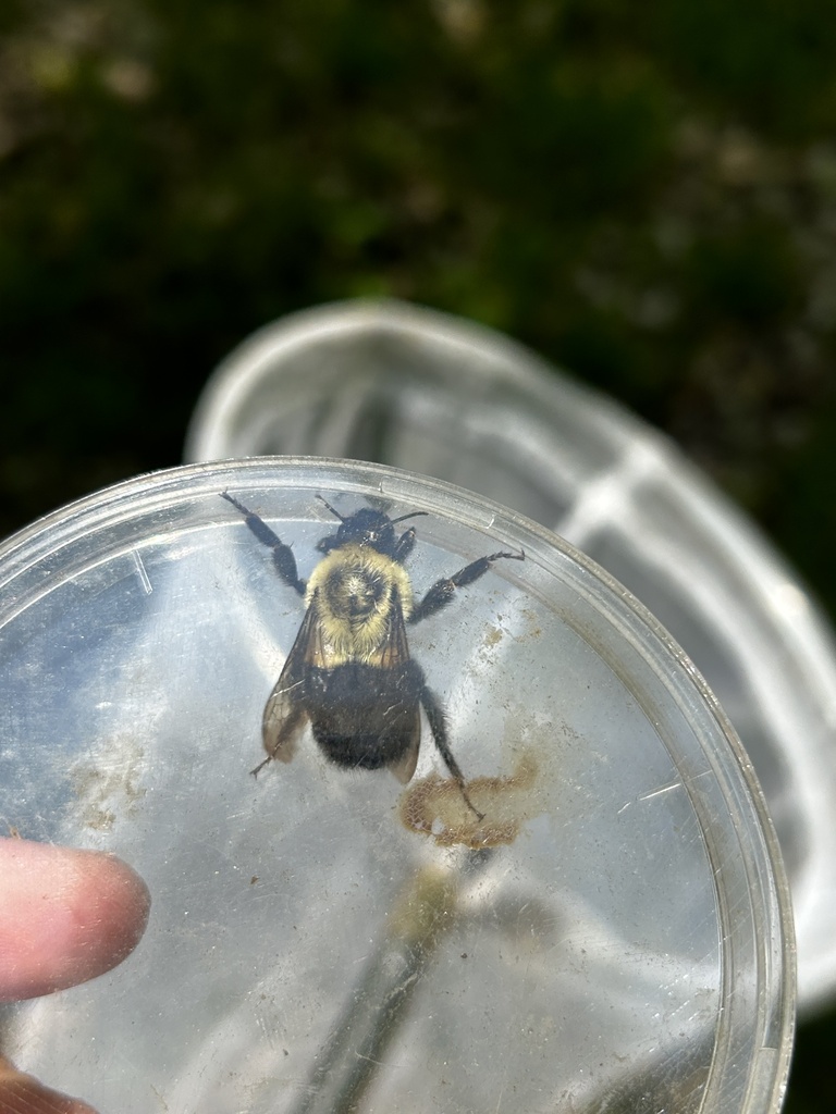 Common Eastern Bumble Bee from Mt. Nebo WMA, Oakland, MD, US on May 21 ...