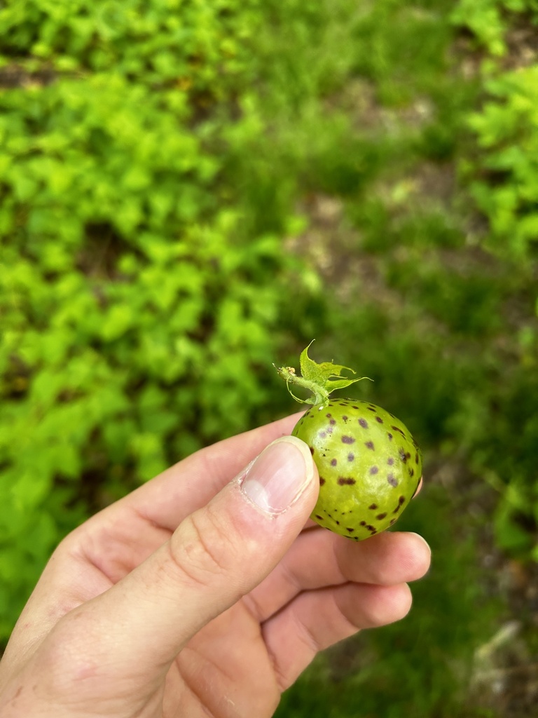 Larger Empty Oak Apple Wasp from Swanton, MD, US on May 20, 2023 at 09: ...