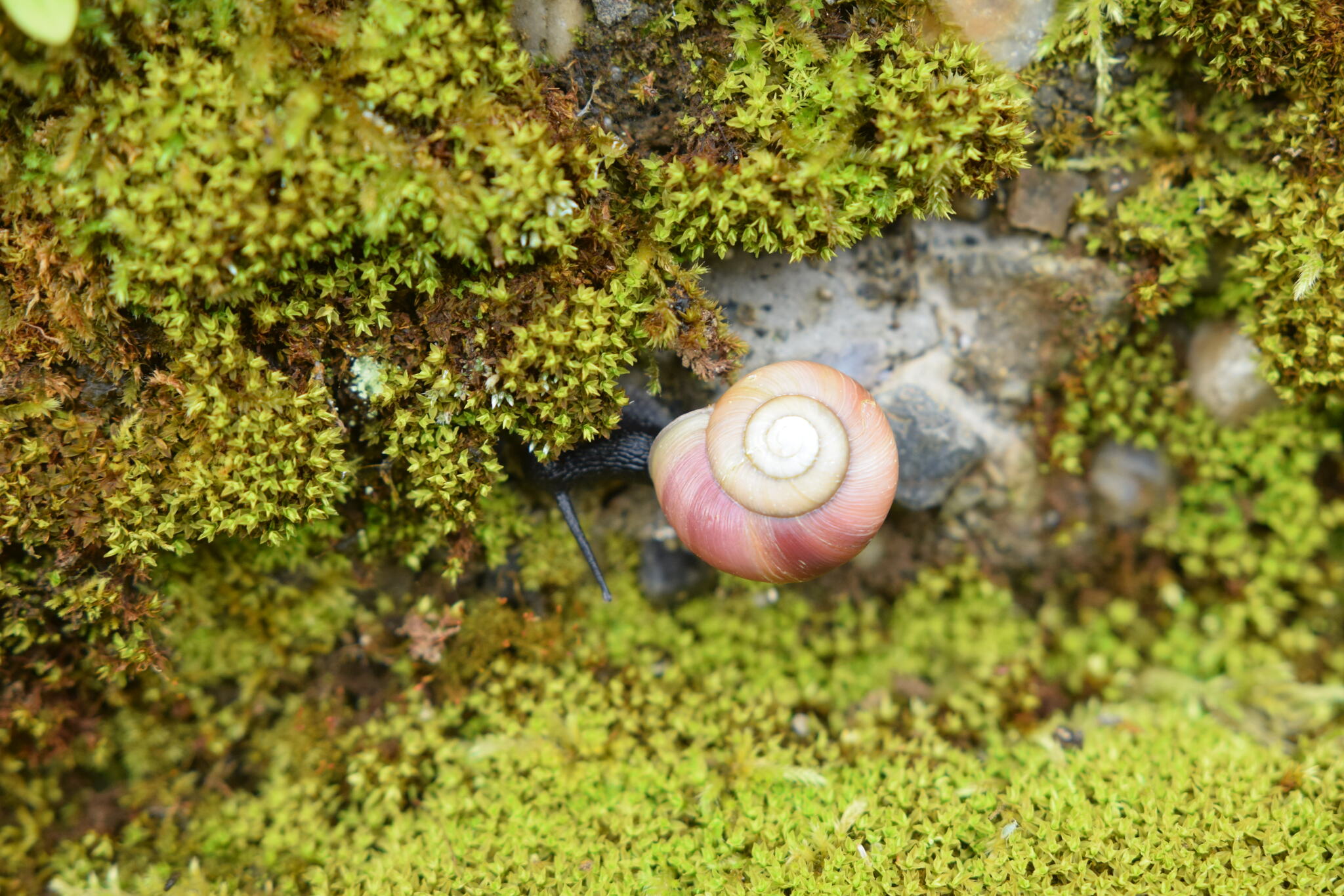 Euhadra amaliae (Kobelt, 1875)