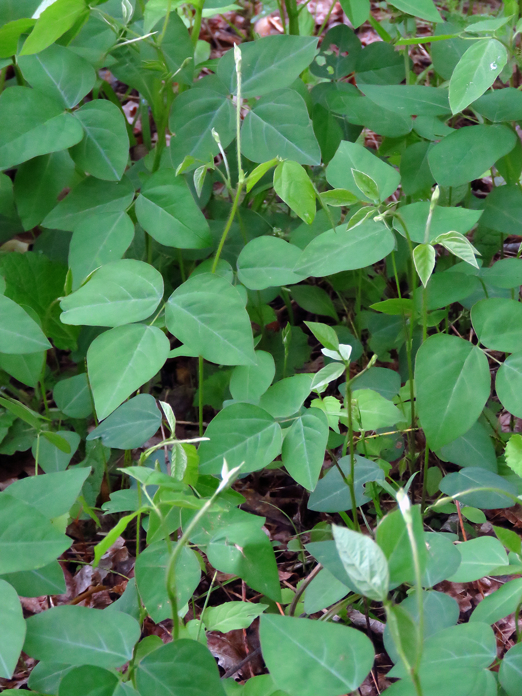 Amphicarpaea Elliott ex Nutt.