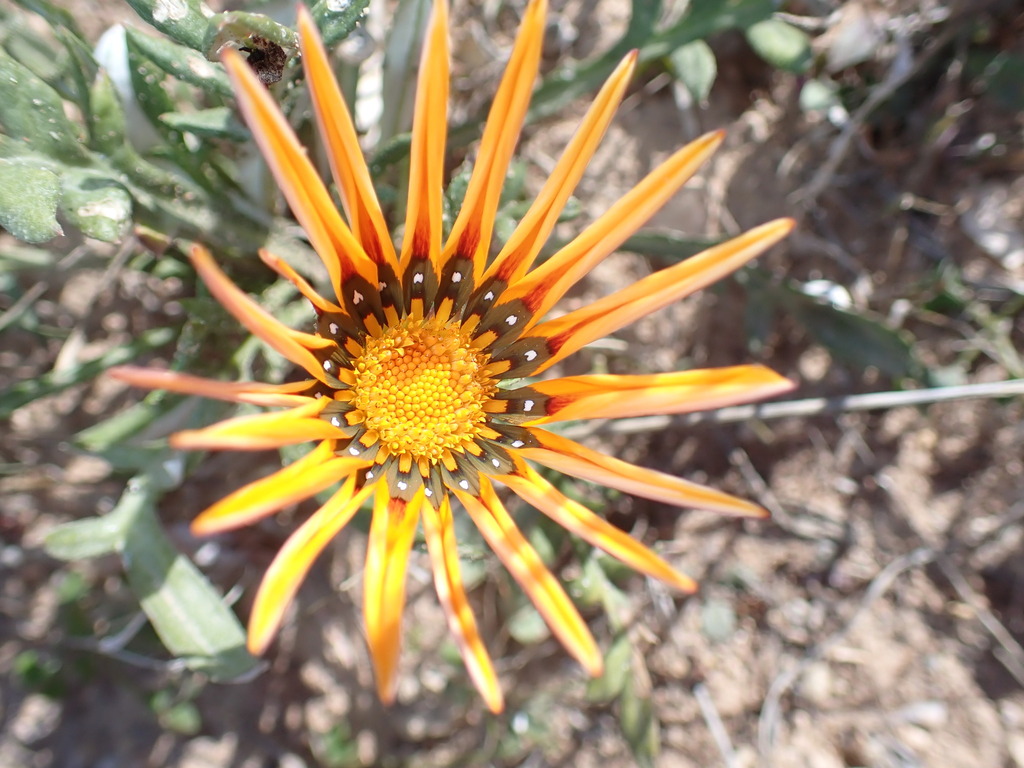 Garden Treasure Flower from Tiddy Widdy Beach SA 5571, Australia on May ...