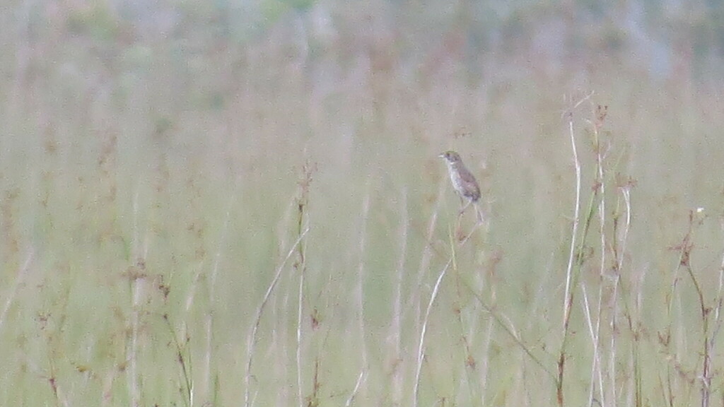 Cape Sable Seaside Sparrow in June 2018 by Donald Fraser · iNaturalist