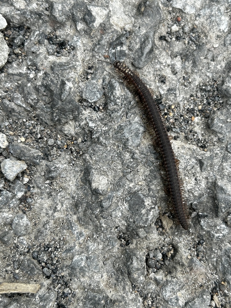 Abacion from Chestnut Grove Rd, Swanton, MD, US on May 20, 2023 at 07: ...