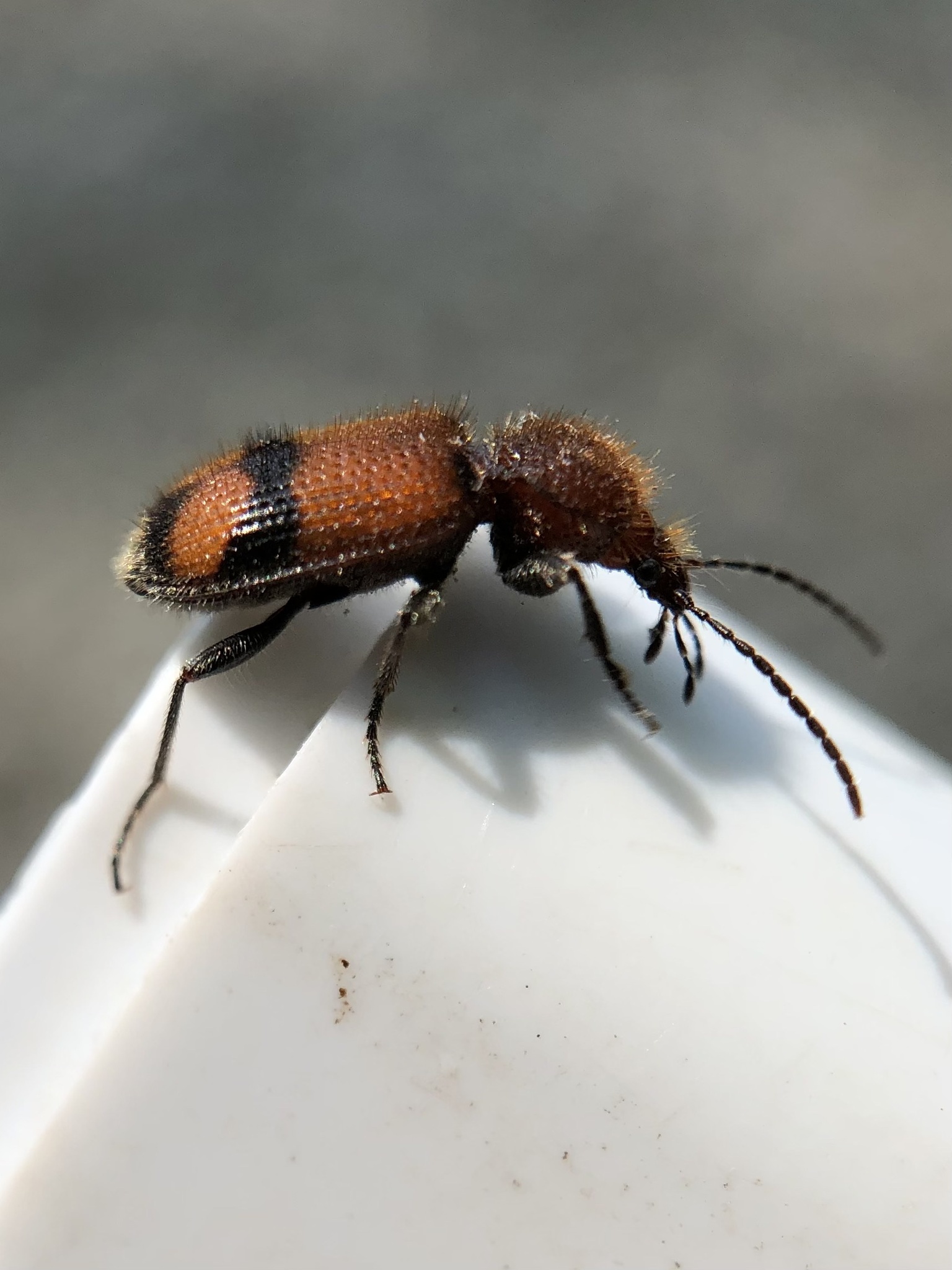 Panagaeus Latreille, 1802