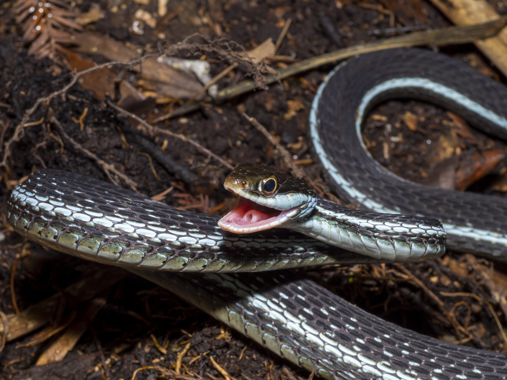 Blue-striped Ribbon Snake from Dixie County, FL, USA on May 23, 2023 at ...
