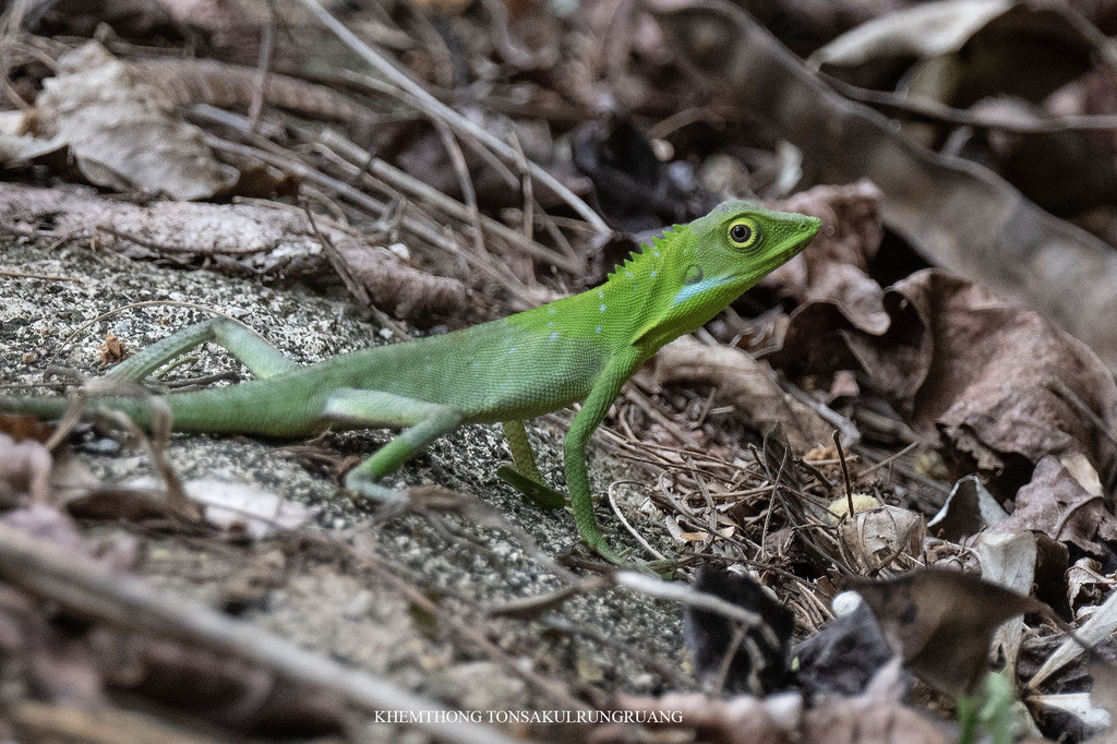 Burmese Green Crested Lizard from Huai Mae Priang, Kaeng Krachan ...