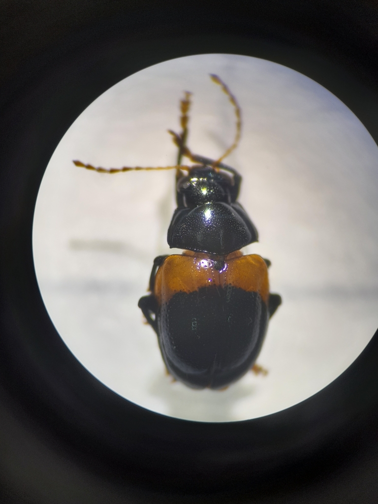 Leaf Beetles from 500002, Villavicencio, Meta, Colombia on May 01, 2023 ...