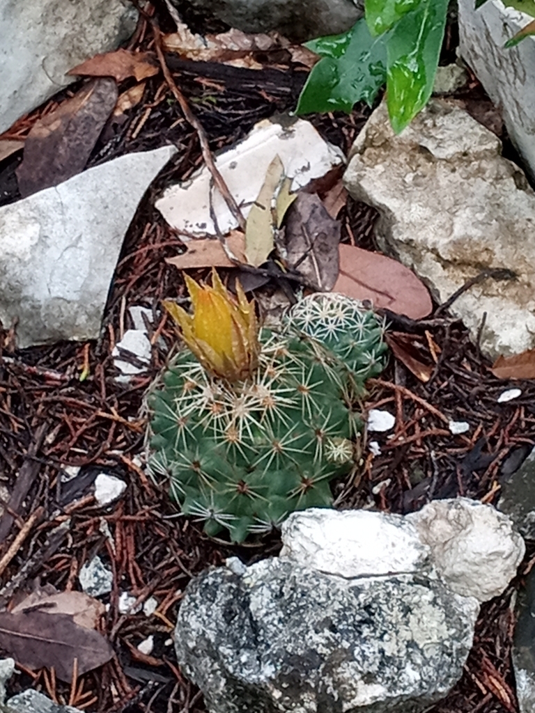 Grooved nipple cactus from Leander, TX 78645, USA on May 24, 2023 at 09 ...