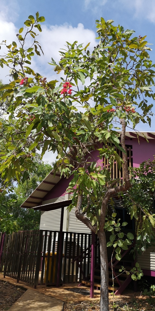 swamp bloodwood (Corymbia ptychocarpa) - Botanical Realm