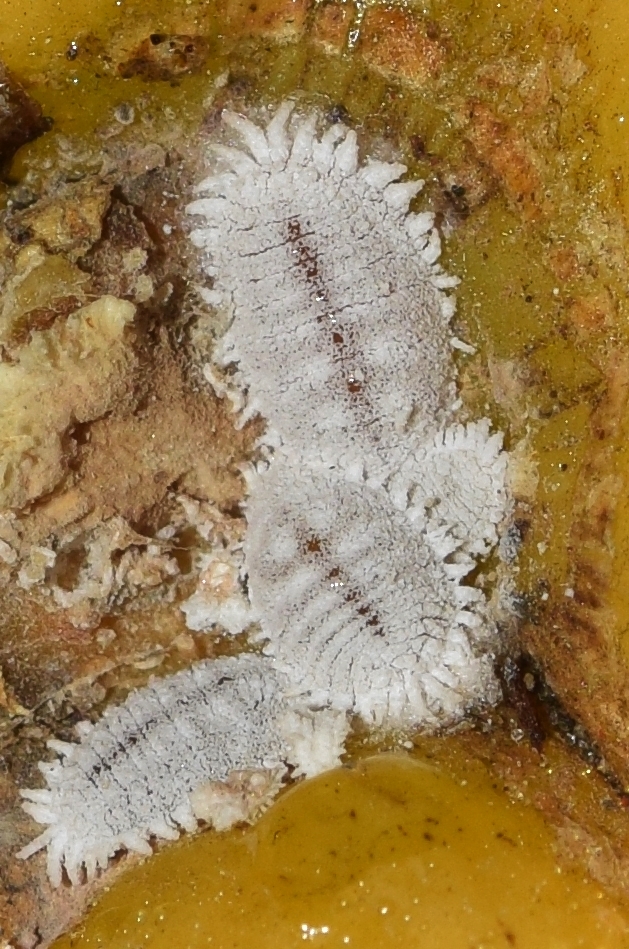 Planococcus citri (Risso, 1813)