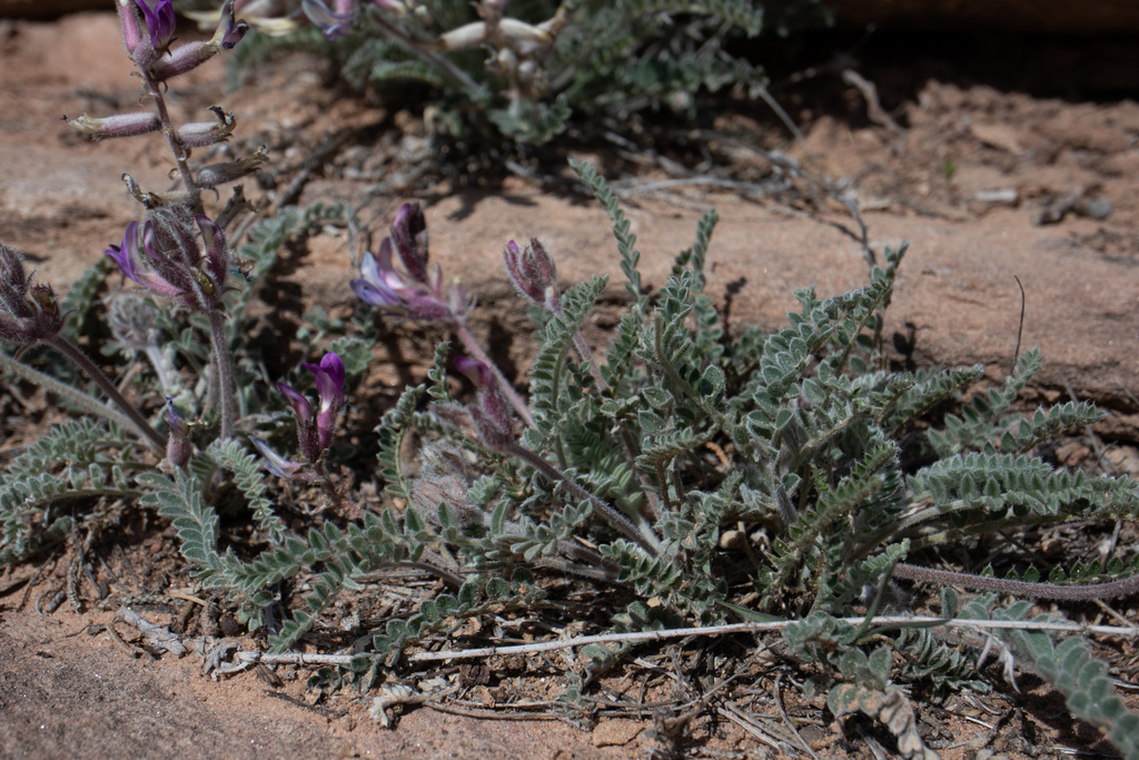 Woolly Locoweed from Mesa, Colorado, United States on April 23, 2023 at ...