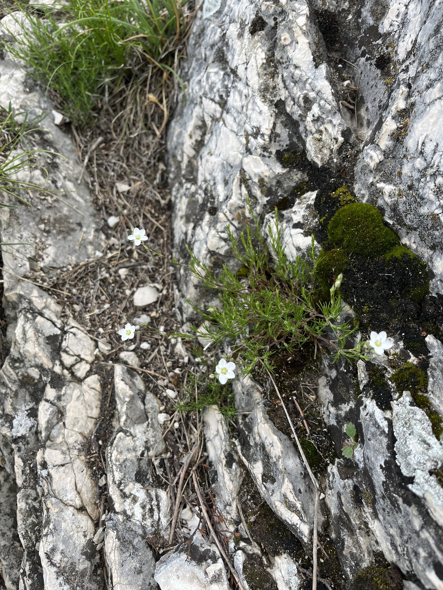 Minuartia setacea (Thuill.) Hayek