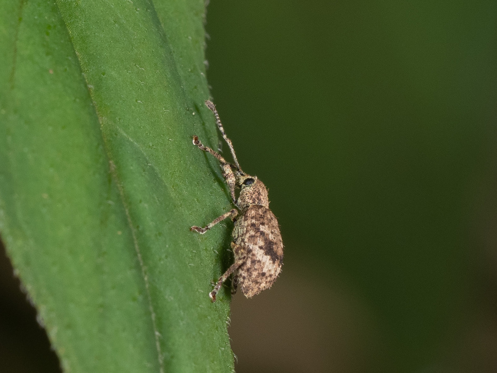 Broad-nosed Weevils from 中国四川省雅安市荥经县龙苍沟 邮政编码: 625205 on May 1, 2023 at ...