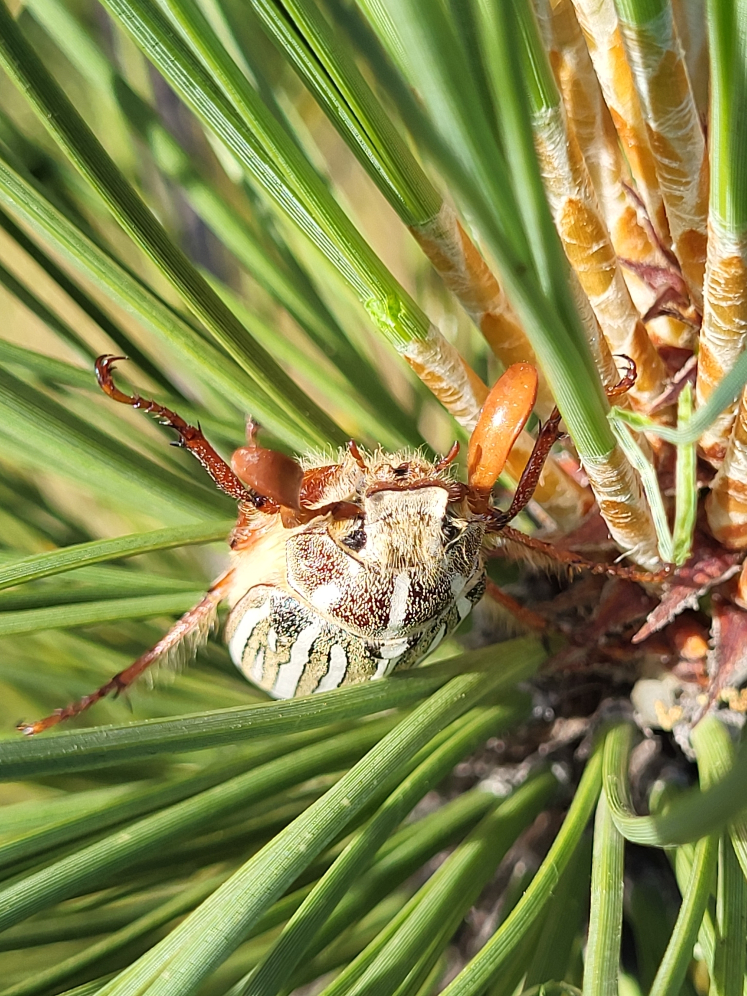 Polyphylla decemlineata (Say, 1824)