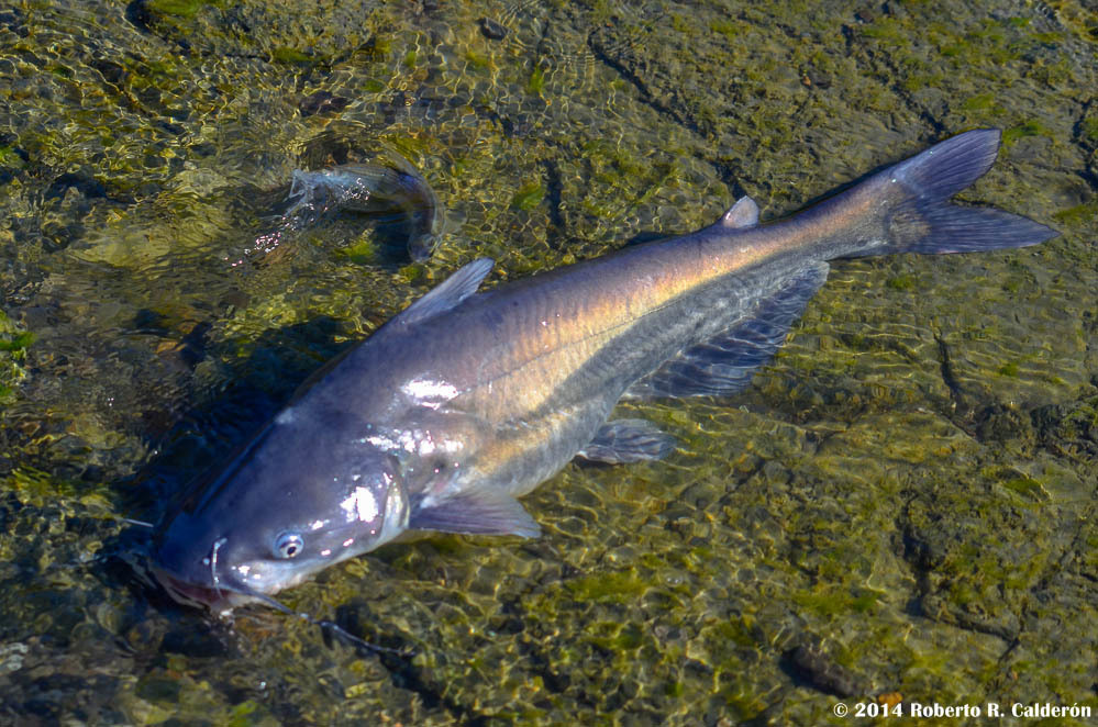 North American Freshwater Catfishes (Ictaluridae) - Marine Life ...