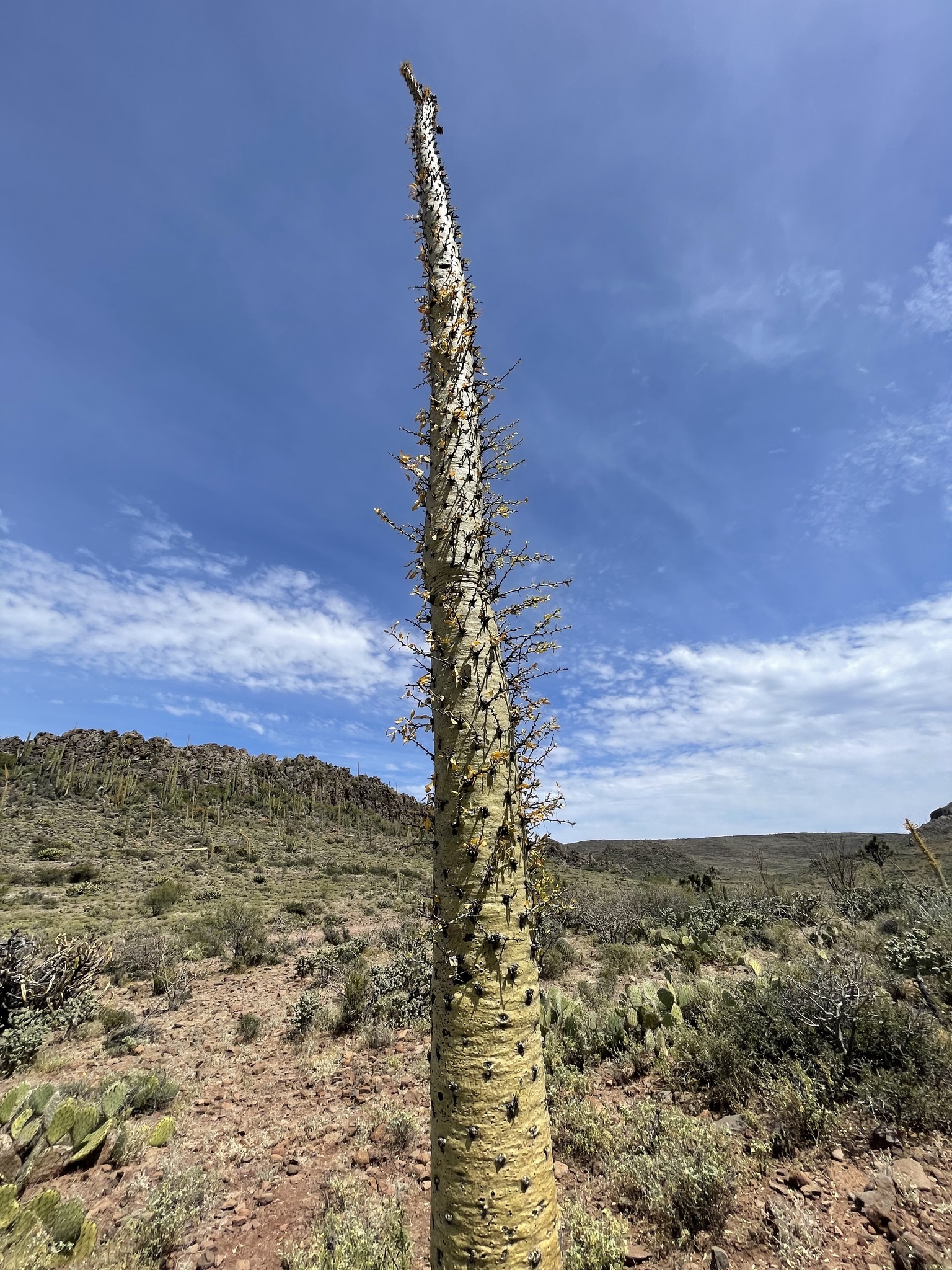 Fouquieria columnaris Kellogg ex Curran
