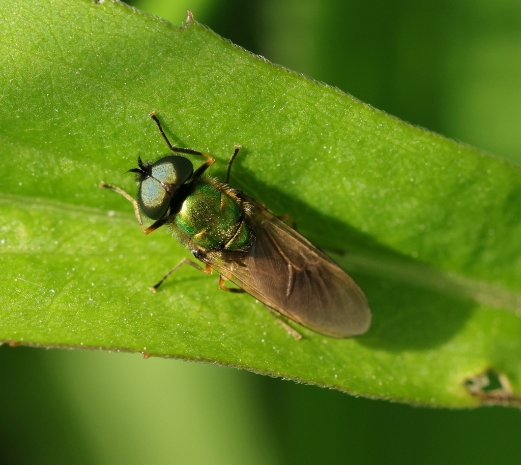 Broad Centurion Fly from Gonfreville-l'Orcher, France on May 24, 2023 ...