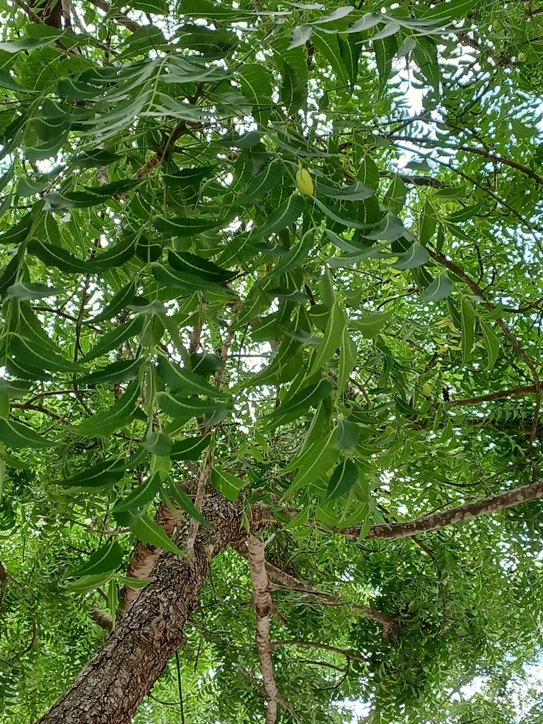 West Indies Cedrela in May 2023 by thesirenlord · iNaturalist