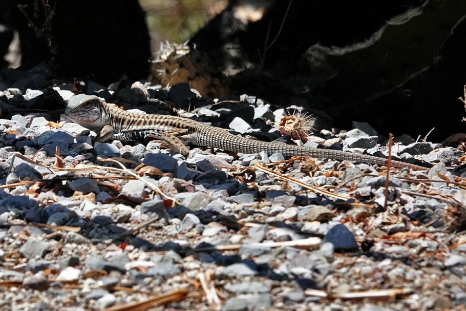 Sack's Giant Whiptail Lizard from Yagul on April 5, 2023 by ...