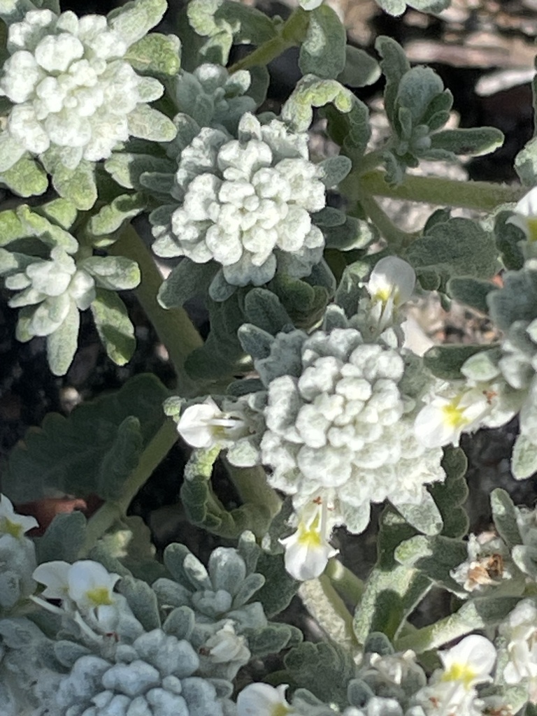 (Polium) - Botanical Realm