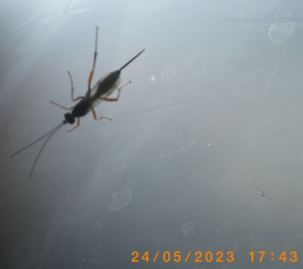 Pimpla from Harrow, UK on May 24, 2023 at 05:43 PM by LibProj · iNaturalist