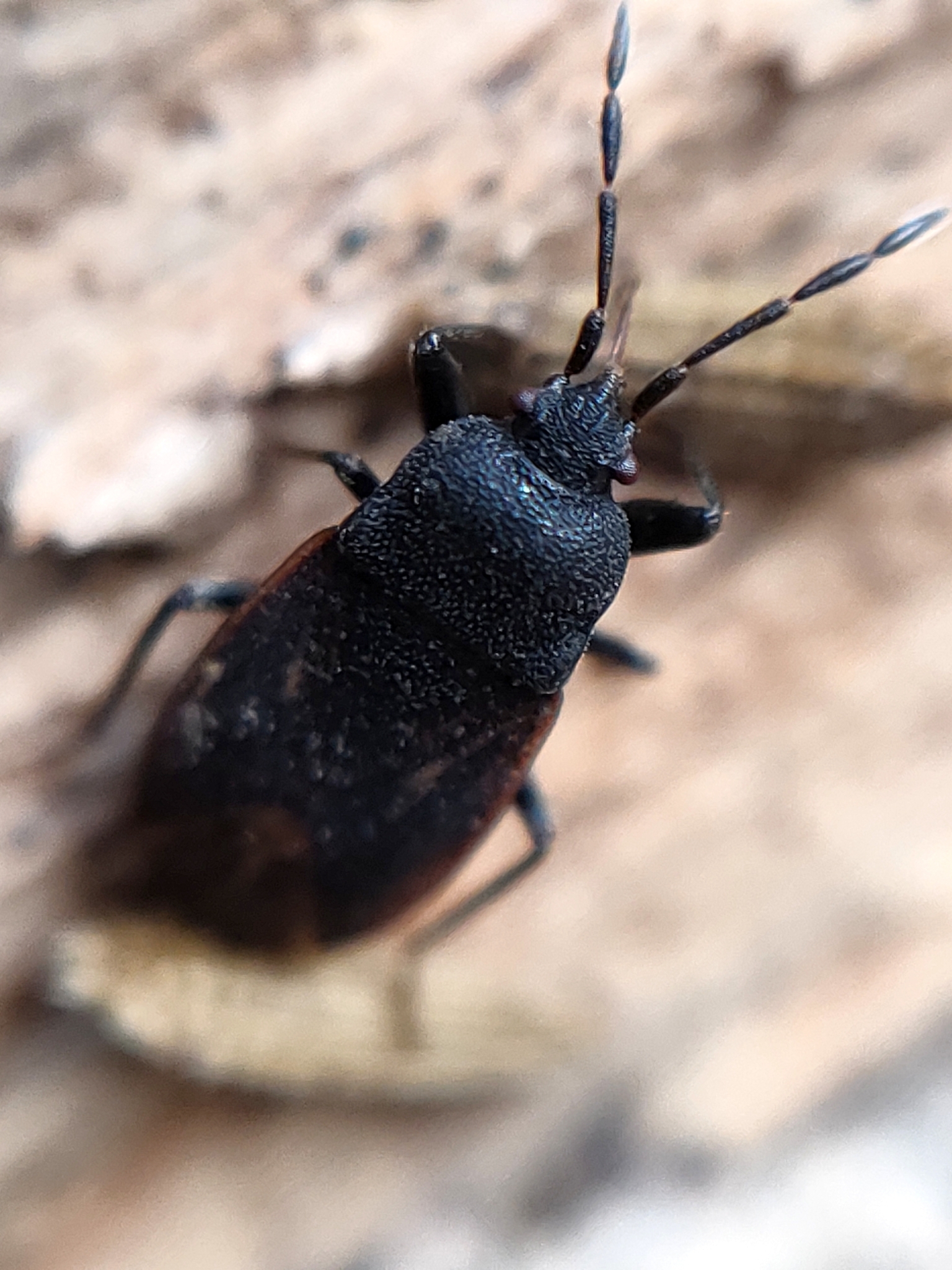 Drymus ryeii Douglas & Scott, 1865