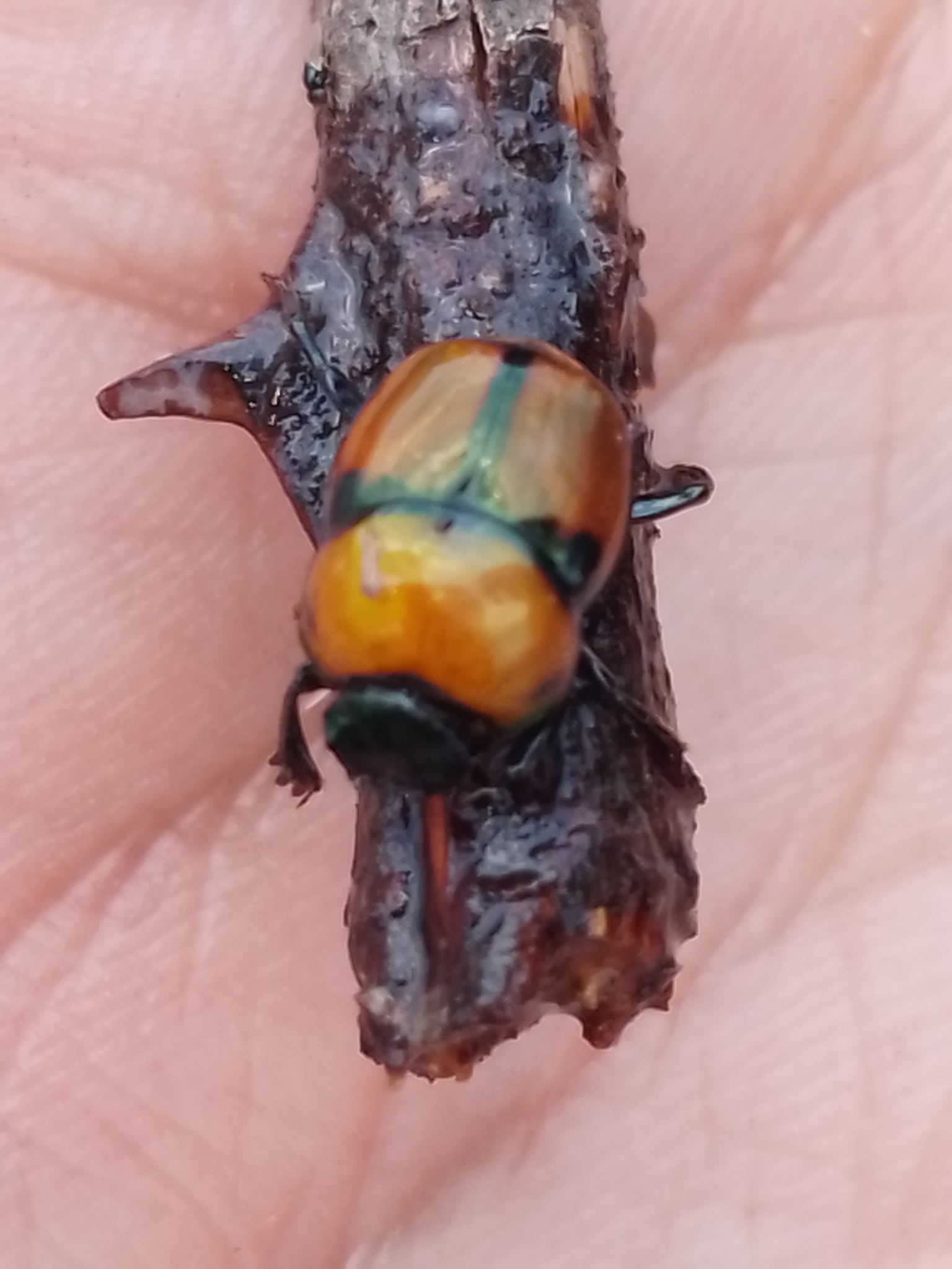 Canthon cyanellus LeConte, 1859