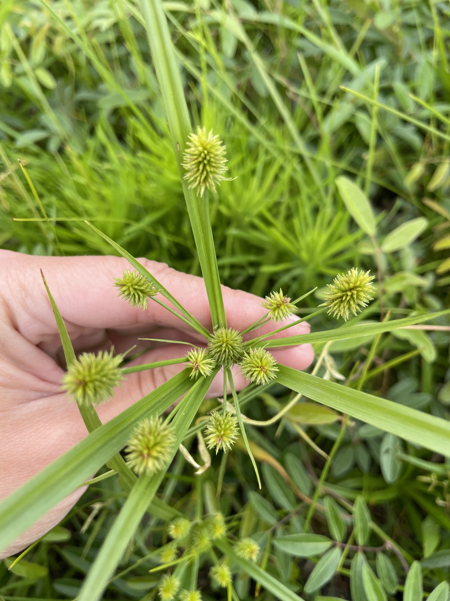 Cyperus retrorsus Chapm.