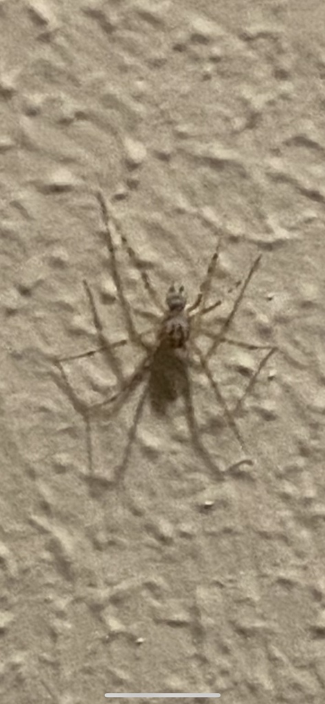 Common Spitting Spider from N Seventh St, Boise, ID, US on May 23, 2023 ...
