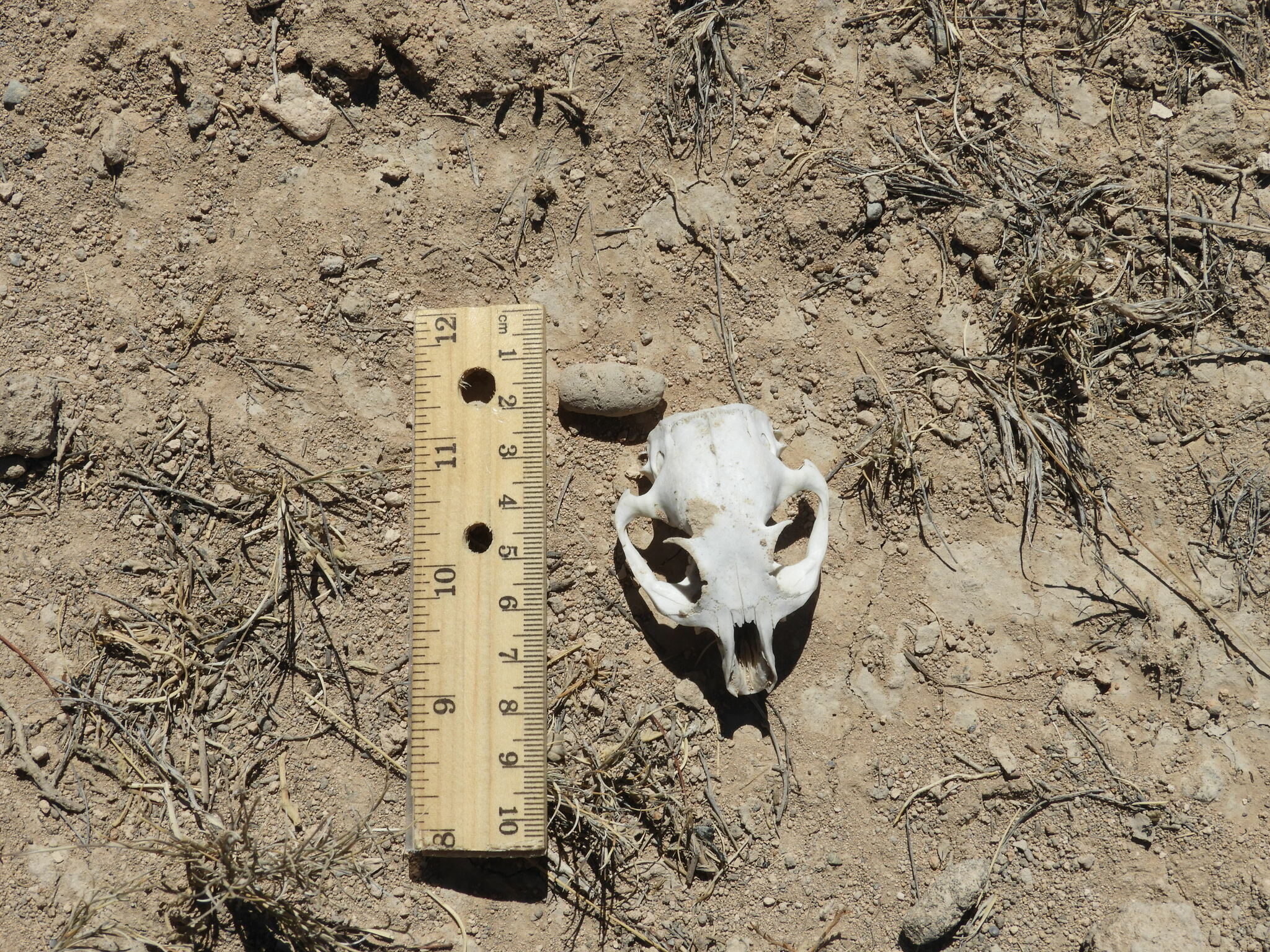 Cynomys mexicanus Merriam, 1892