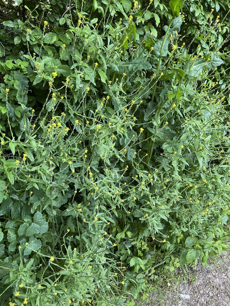 Hedge mustard from Repton Grove, Southend-On-Sea, England, GB on May 24 ...