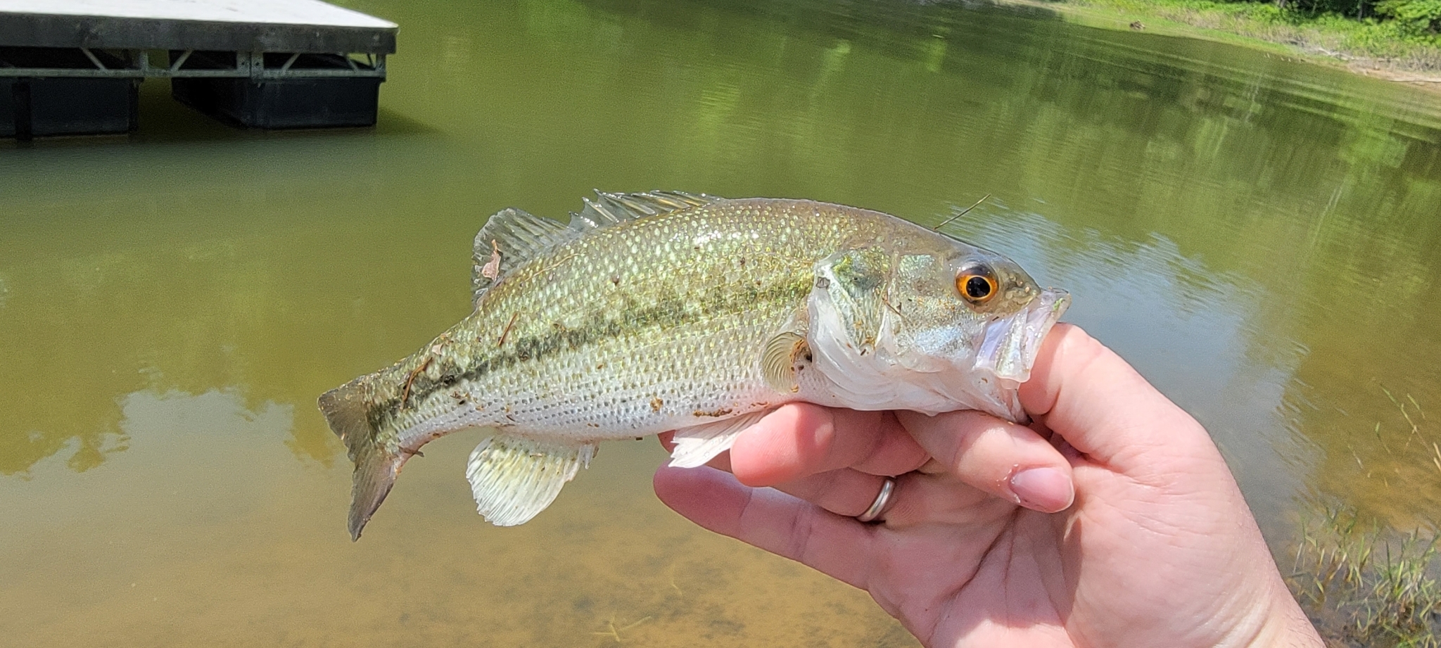 Micropterus punctulatus (Rafinesque, 1819)