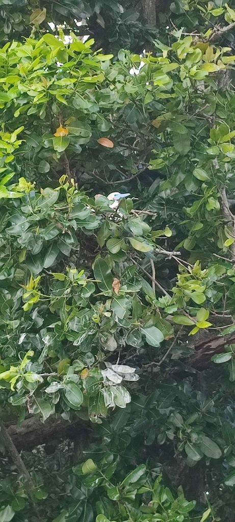 Red-footed Booby from British Indian Ocean Territory on May 23, 2023 at ...