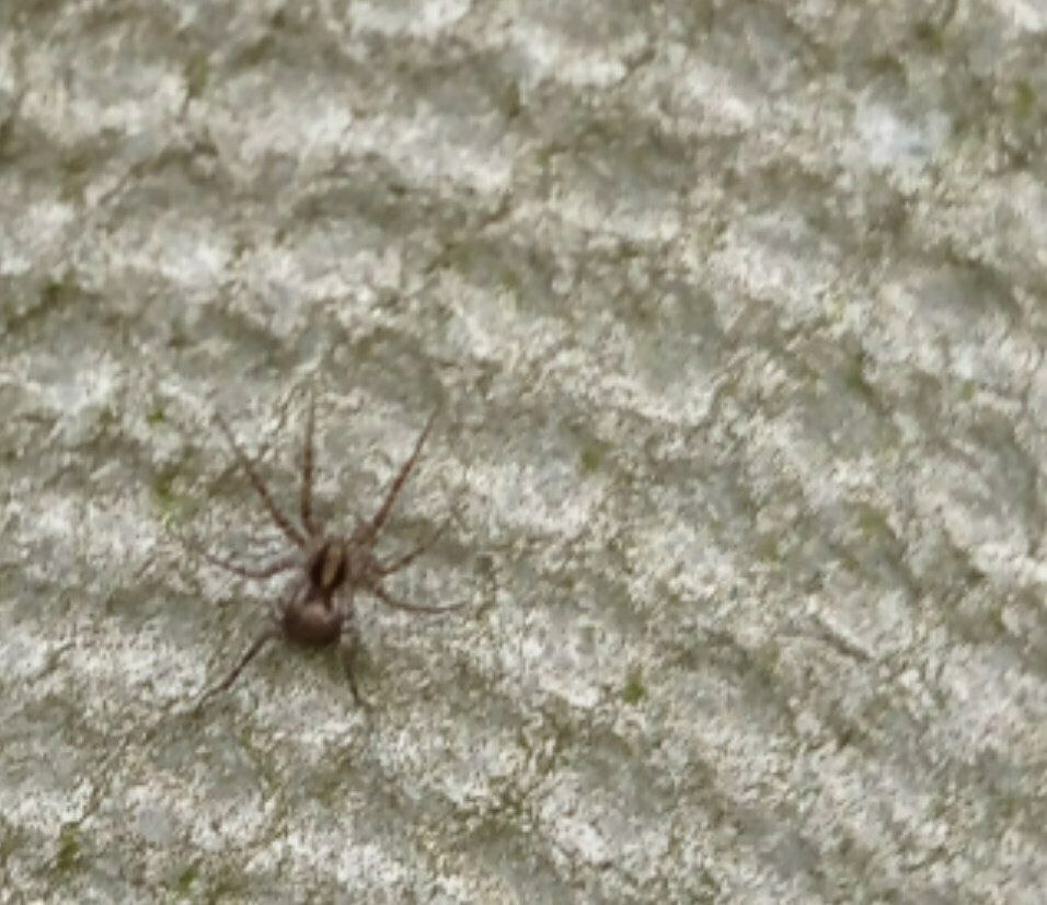Common Forest Wolf Spider Complex from Грунь, Сумская область, Украина ...