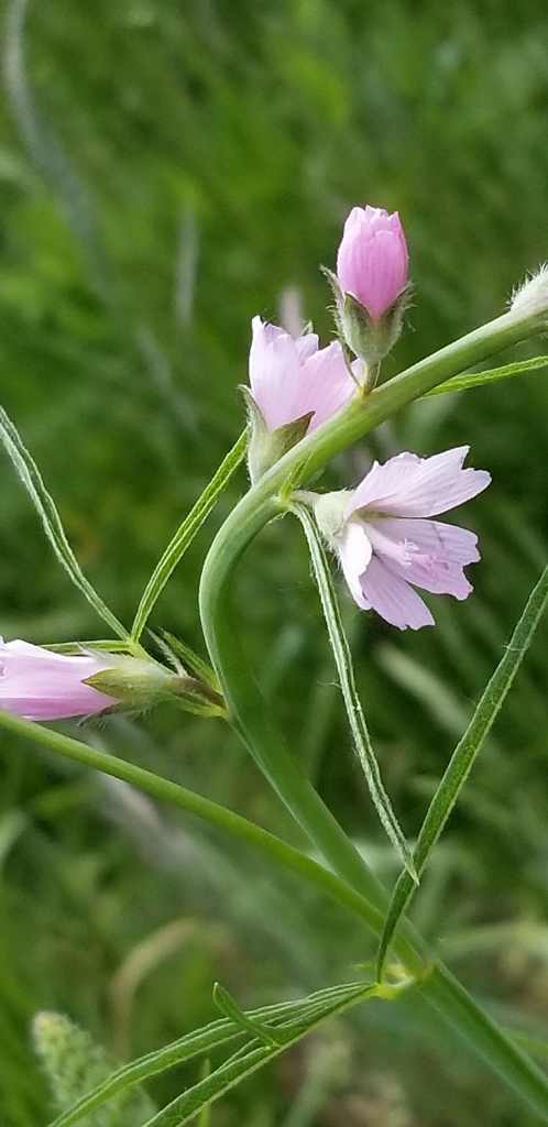 Meadow Checker-mallow from Wilsonville, OR, USA on May 24, 2023 at 12: ...