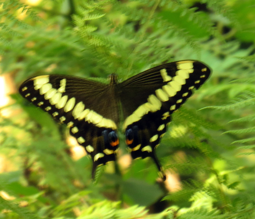 Subspecies Papilio ophidicephalus niassicola · iNaturalist