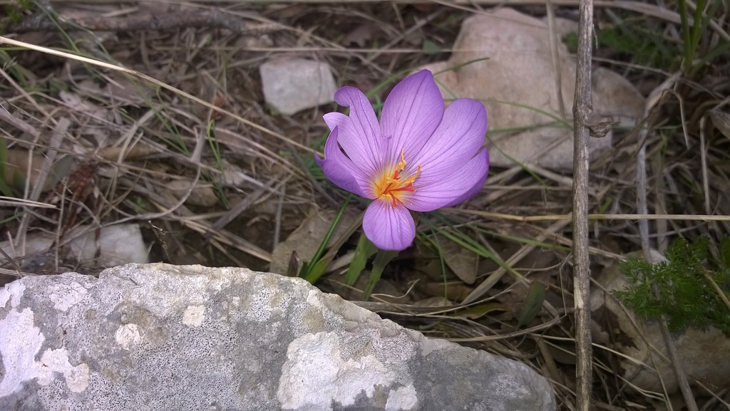 Italian Crocus from Parco Nazionale del Circeo, Italia on November 18 ...
