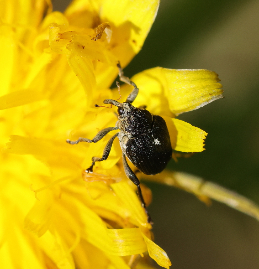 Iris weevil from Gonfreville-l'Orcher, France on May 24, 2023 at 09:58 ...