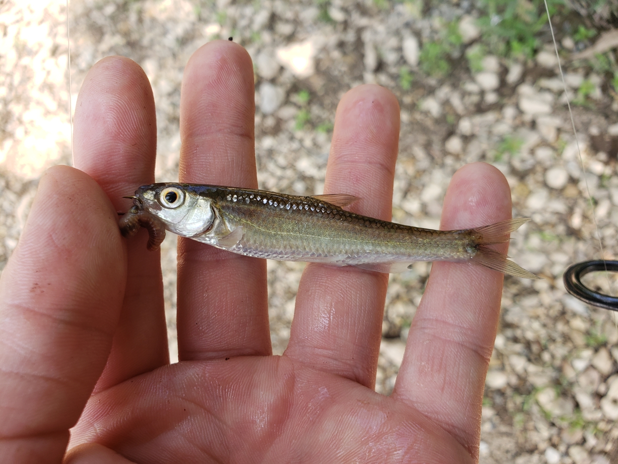 Luxilus cardinalis (Mayden, 1988)