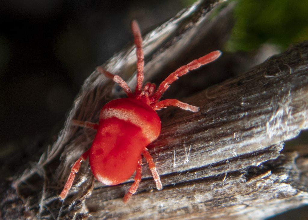 Velvet Mites from Won Wron VIC 3971, Australia on May 28, 2021 at 01:19 ...