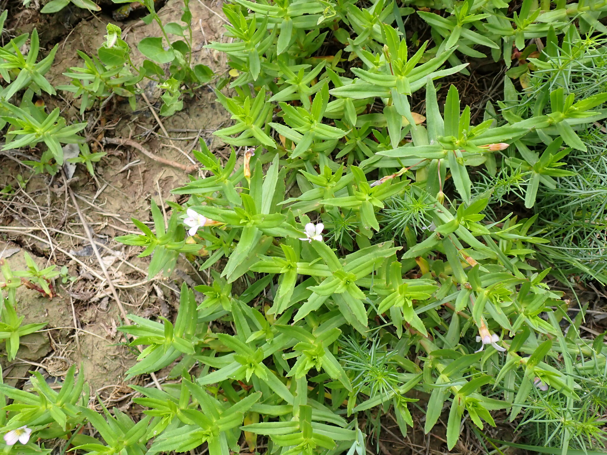 Gratiola officinalis L.